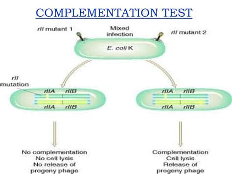 Ppt Concept Of Gene Powerpoint Presentation Id3362503