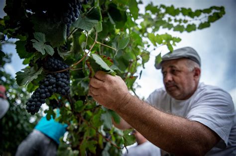 What Is Passito Wine And How Do You Make It Alessandro Berselli