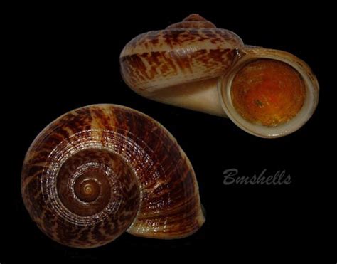 Cyclophorus Volvulus 2991471