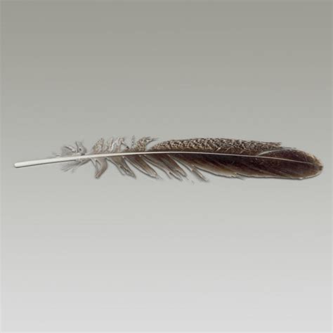 Bird Feather V1 3d Model