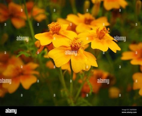 Yellow Cosmos Flowers Cosmos Sulphureus In A Summer Garden With Soft