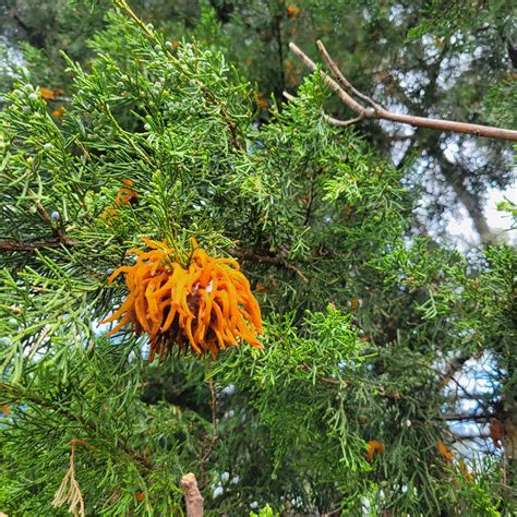 Cedar Apple Rust Fungus After Big Rains Today R Mycology