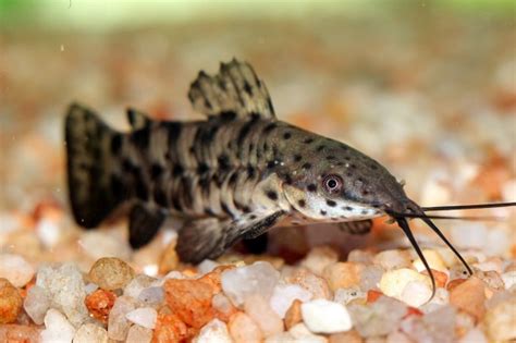 Сом таракатум (Thoracatum) - содержание, фото, совместимость