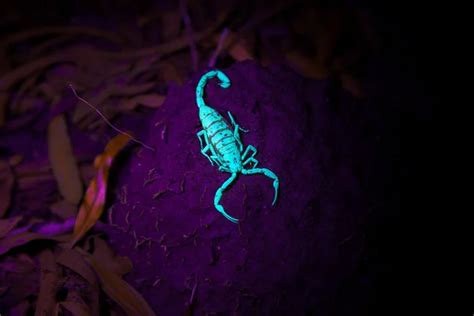 Fotos De Escorpião Sob Luz Negra Imagem Para Escorpião Sob Luz Negra