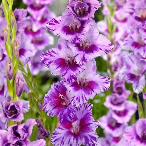 Гладиолус "Пасос" " Passos" купить во Владимире в питомнике с доставкой