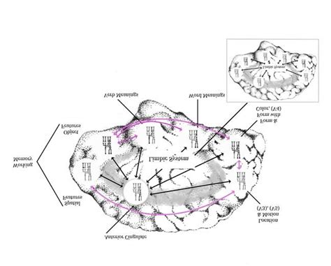 The Encoding Activation Theory Of The Anterior Cingulate Enact Ac Download Scientific Diagram