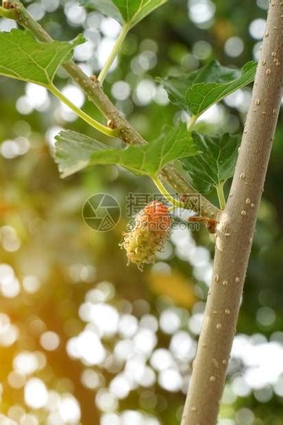 自然花园中的新鲜桑树高清图片下载 正版图片505817378 摄图网