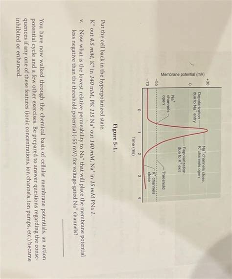 Solved Figure 5 1 Put The Cell Back In The Hyperpolarized