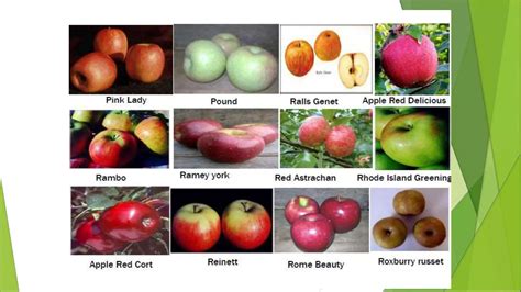 Breeding Of Apple PPTX