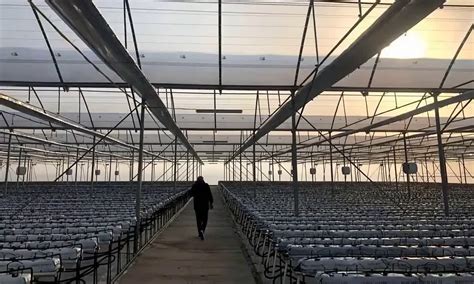 Ia Makharadze On Linkedin ი ყ ი დ ე ბ ა 📢📢📢 სასათბურე მეურნეობა მარნეულში 🌱🌿☘️ მიწის…