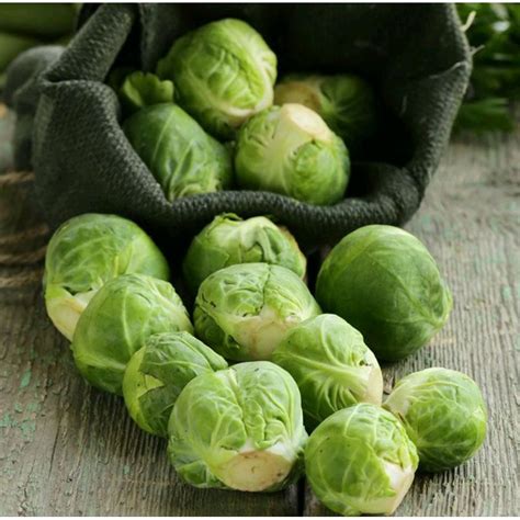 Jual Benih Bibit Biji Brussels Kubis Mini Shopee Indonesia