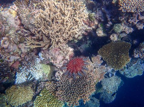 Larval Cloning Of The Crown Of Thorns Starfish Lizard Island Reef