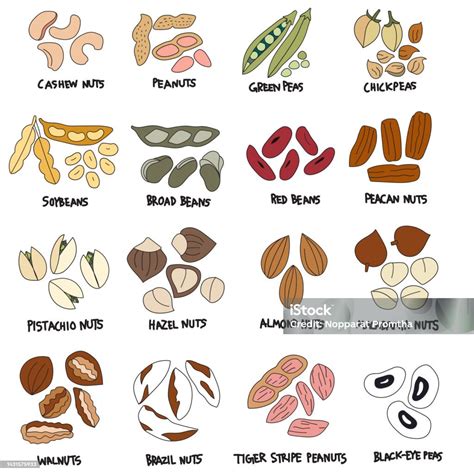손으로 그린 유기농 시리얼과 곡물 씨앗 컬렉션을 흰색 배경에 낙서 아트 스타일로 장식했습니다 잠두 콩에 대한 스톡 벡터 아트 및 기타 이미지 Istock