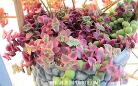 Crassula Pellucida Variegata Calico Kitten Care Propagation