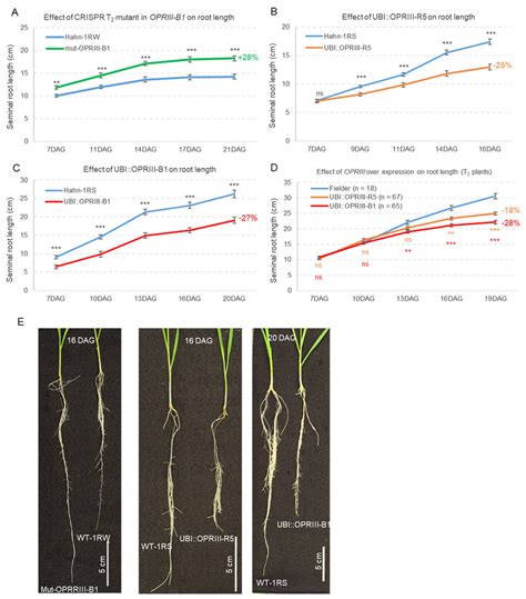Effect Of Loss Of Function Mutations And Over Expression Of Opriii