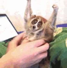 Slow Loris S Tenor Slow Loris S Tenor