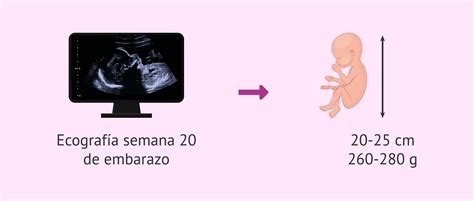 Cinco Meses De Embarazo Síntomas Y Cambios En El Bebé Y La Madre