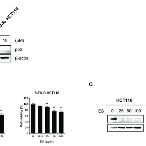 Es Inhibits C Myc Expression In Normal Colon Cancer Cells And Colon Download Scientific Diagram