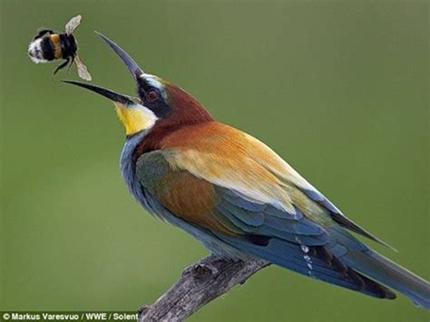 Защо са полезни местните популации пойни птици Домашни любимци Български Фермер