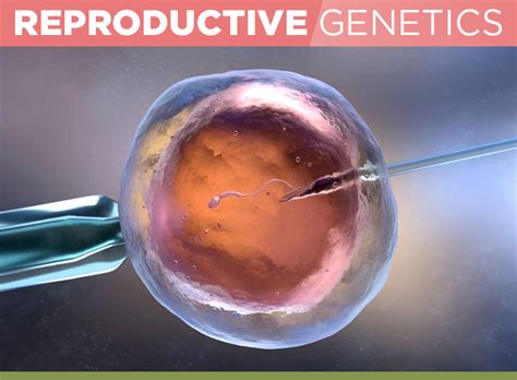 Reproductive Genetics Pregnancy Abnormalities Counseling
