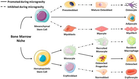 Update On The Effects Of Microgravity On The Musculoskeletal System Pmc