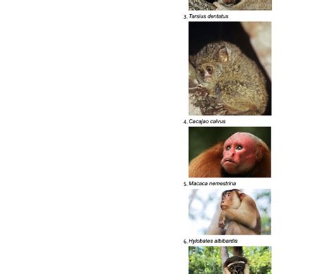 Solved Part 4 Primate Taxonomy This Image Is A Simplified