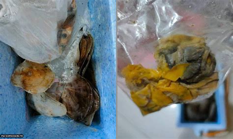 25 Nalason Sa Talaba