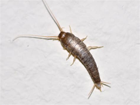 The Tiny Silver Insect Which Could Mean Your Home Has A Big Problem