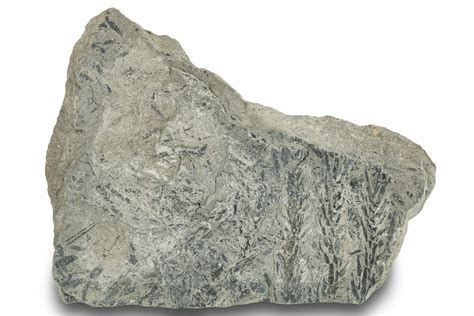 Pennsylvanian Fossil Scale Tree Lepidodendron Plate Kentucky For Sale