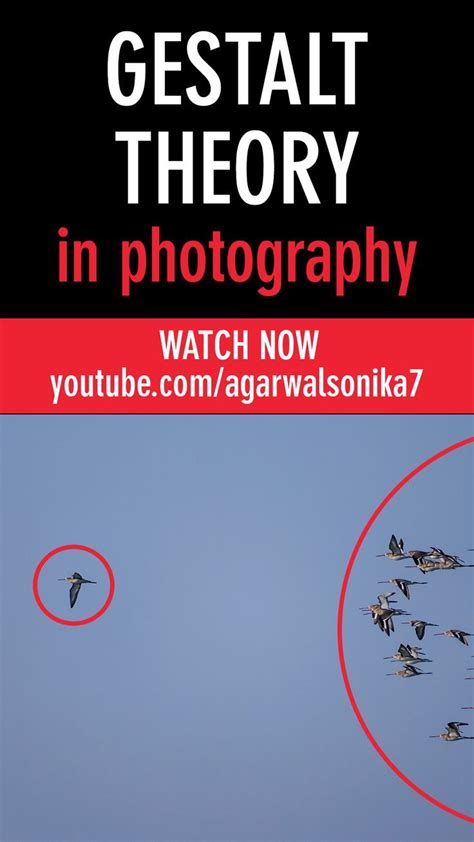 Gestalt Theory Enhancing Photography Composition