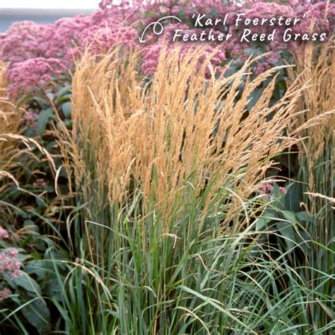 10 Ornamental Grasses For Texture And Contrast In The Landscape