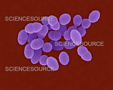 Streptococcus Pneumoniae Coccus Proka Stock Image Science Source Images