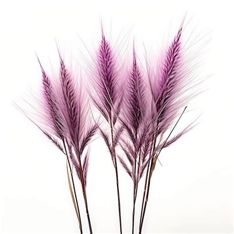 Premium Photo Purple Threeawn Grass Threepronged Seedheads With