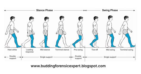 Footprints And Gait Pattern 👣 Forensic Physics Milik Ahmed