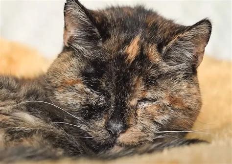 Cat Chit Chat Dark Tortoiseshell Flossie Is Worlds Oldest Living