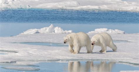 기후변화로 빙하 녹자 북극곰 몸무게는 하루 1kg씩 줄었다