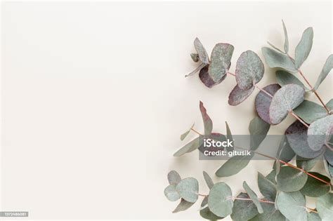 유칼립투스 구성 흰색 배경에 다양한 다채로운 꽃으로 만든 패턴 플랫 평지 스티일 라이프 0명에 대한 스톡 사진 및 기타 이미지 Istock