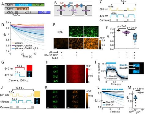 Cheriff Exhibits High Proton Conductance A Genetic Constructs For