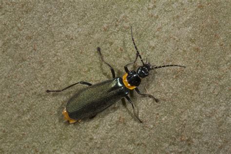 Soldier Beetle