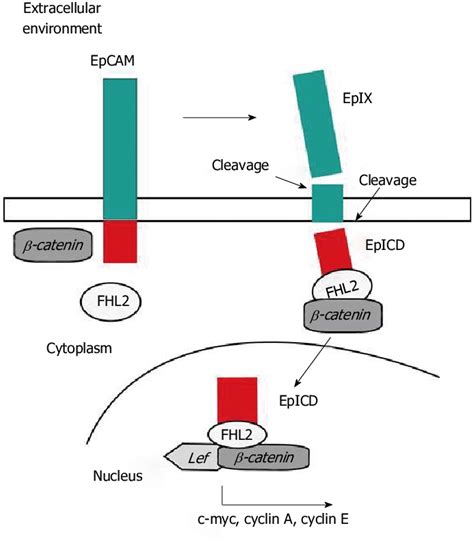 Schematic Representation Of Epithelial Cell Adhesion Molecule