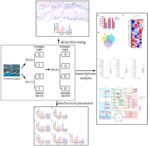 Effects Of Ocean Acidification And Tralopyril On Bivalve