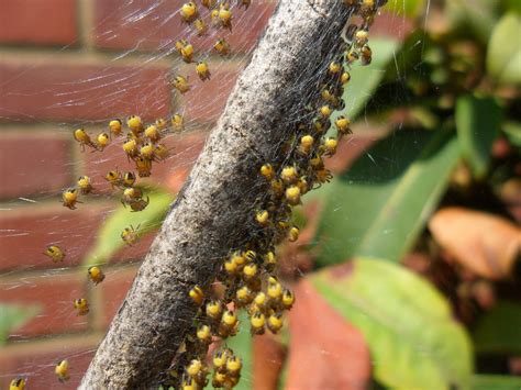 Spider Cobweb Nature Free Photo On Pixabay