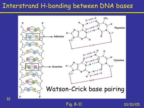 Nucleotides 13