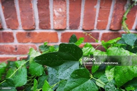 아이비 식물 포도 나무 잎은 붉은 벽돌 벽에 빗방울이 있고 밝은 녹색 자연 배경 질감 유럽 아이비 잉글리쉬 아이비 또는 헤데라 헬릭스 여름 또는 초가을 계절에 복사 공간으로