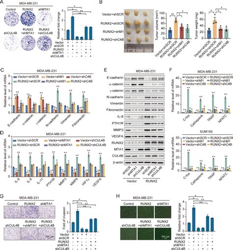 Runx2 Recruits The Nurd Mta1 Crl4b Complex To Promote Breast Cancer Progression And Bone