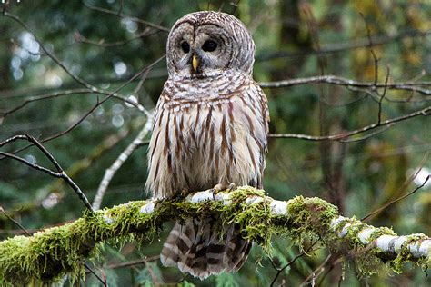 All 15 Owl Species Found In California With Pictures And Info