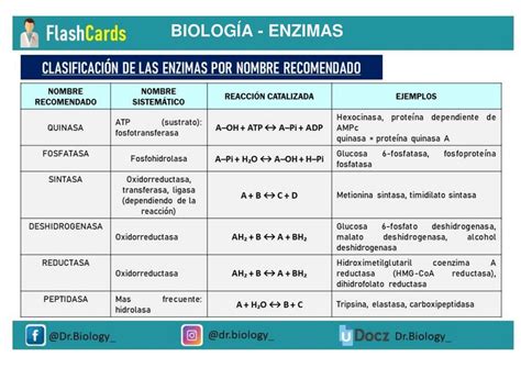 ClasificaciÓn De Enzimas Dr Biology Udocz