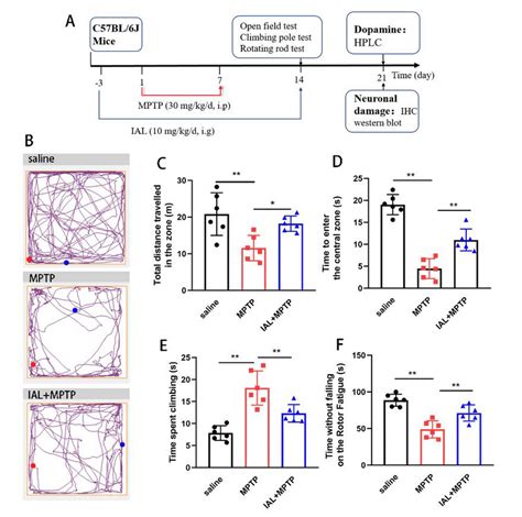 Ial Alleviates The Mobility Of Mptp Induced Pd Mice A Experimental