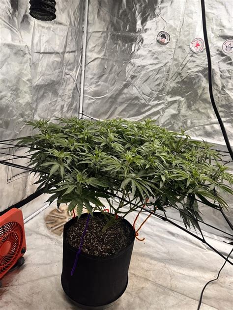 Papaya Candy Shes Aggressive 💯 Ratlasseed