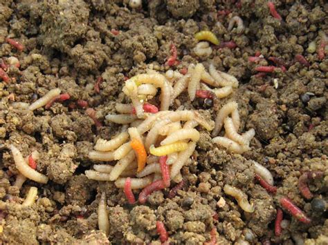 How To Get Rid Of Maggots Effectively Indoors And Outdoors
